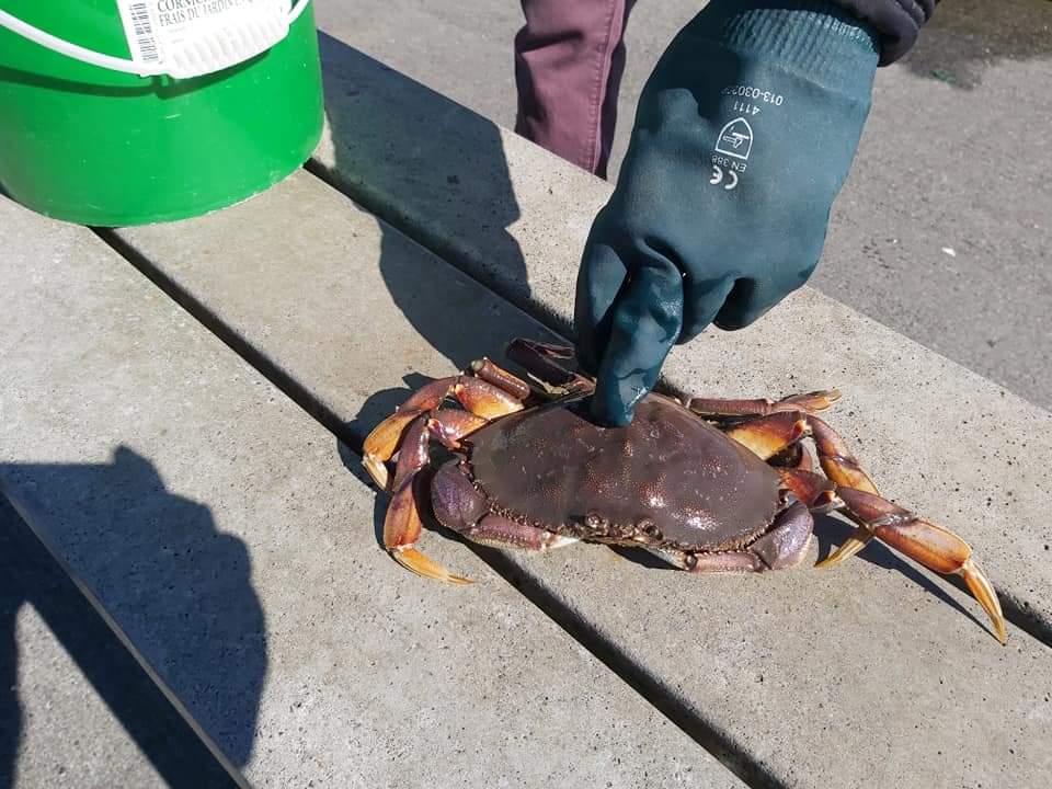 Spring in Nanaimo – Nanaimo Live